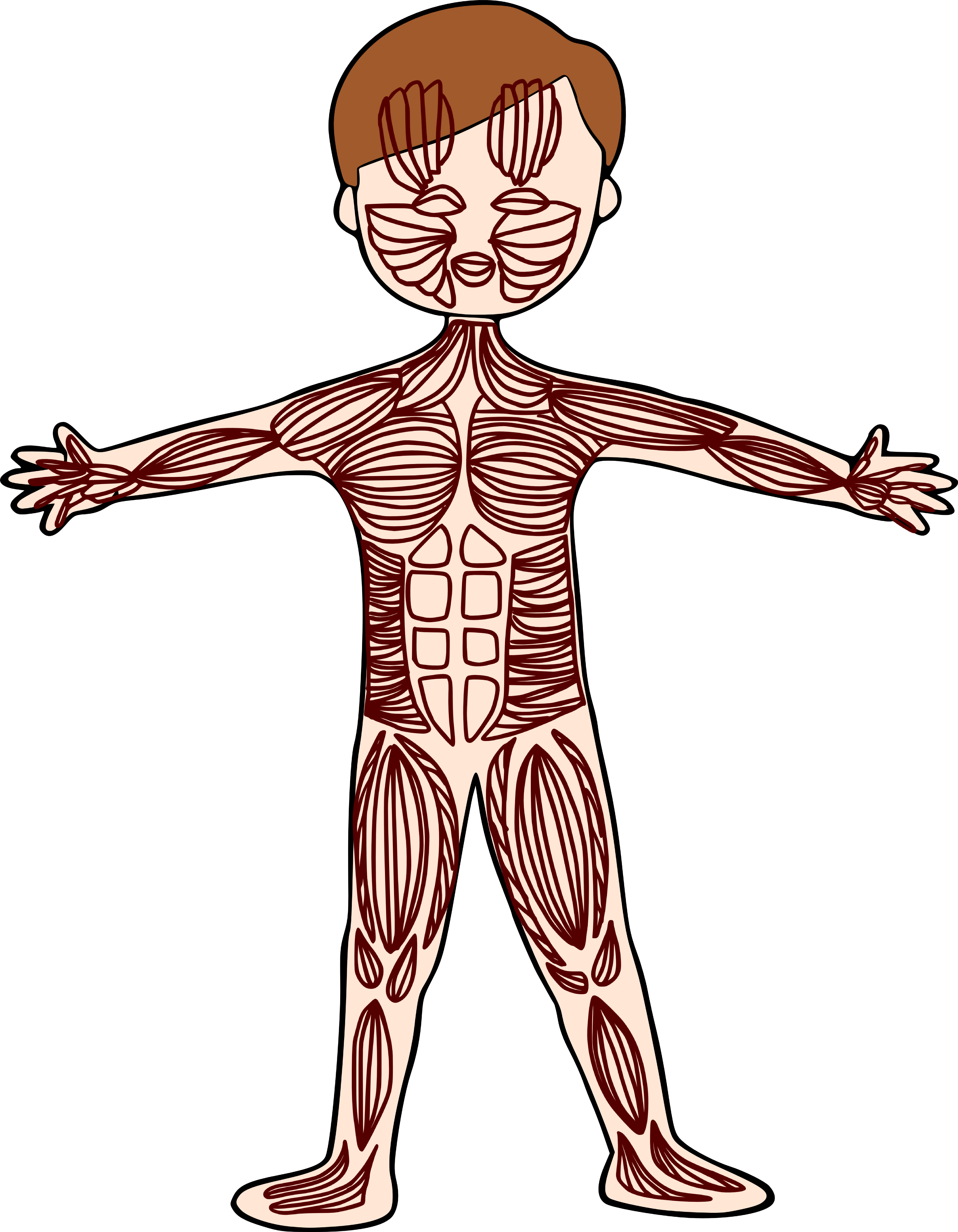 Human Body Systems human-body-systems