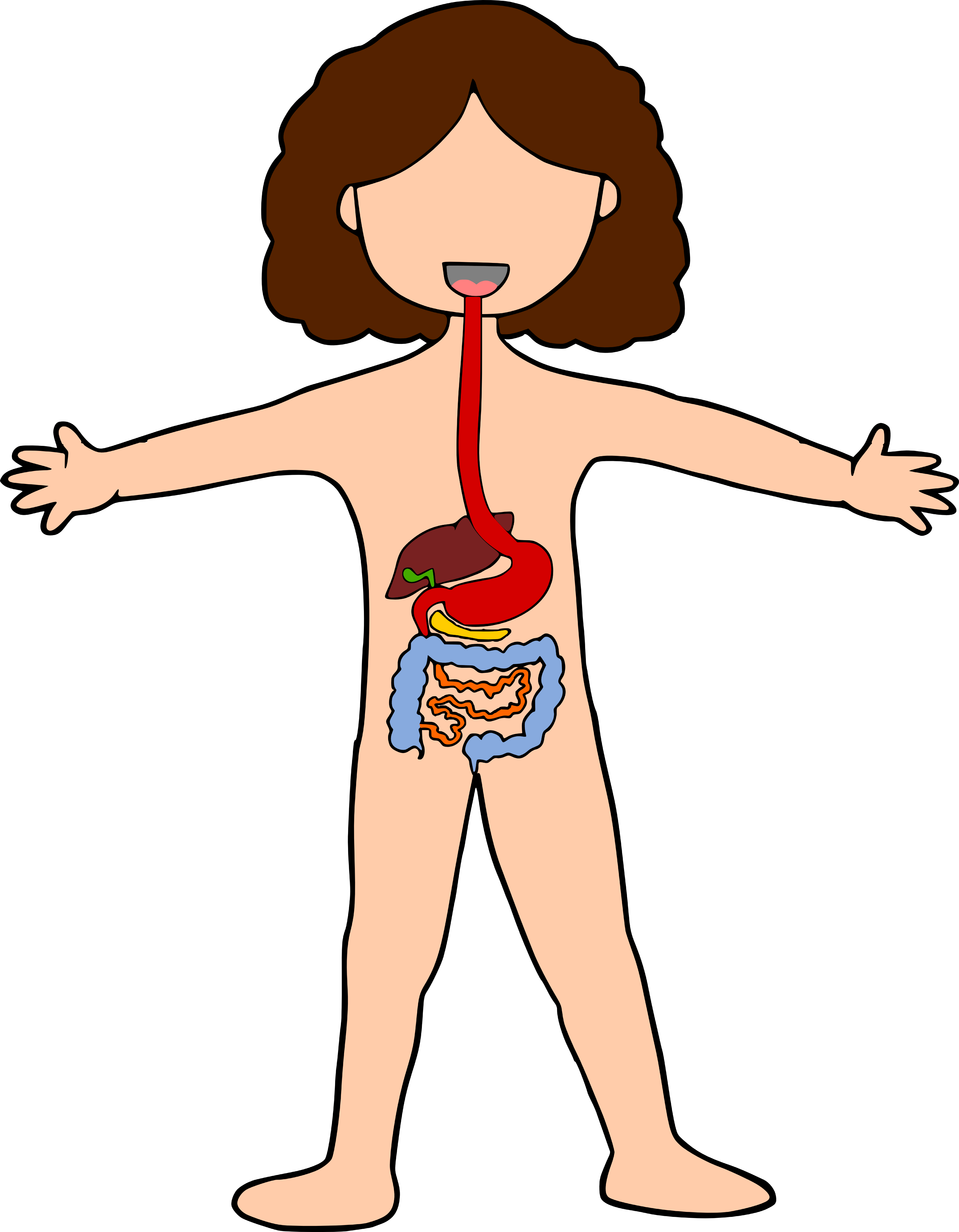 Human Body Systems human-body-systems