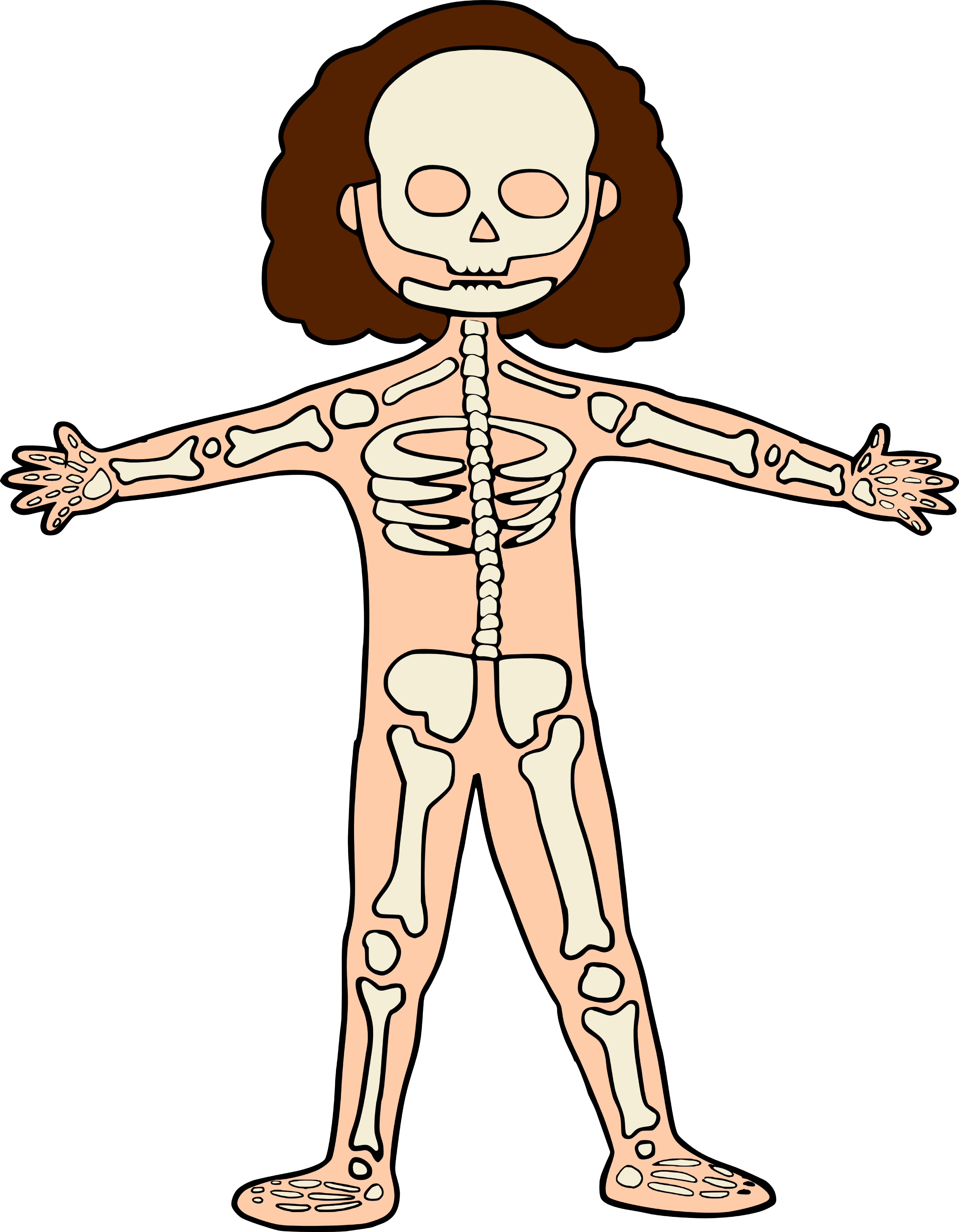 Human Body Systems Human Body Systems