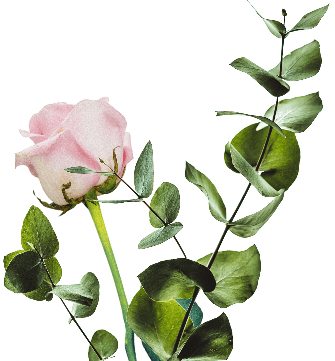 PLANTAS FRASE plantas-frase