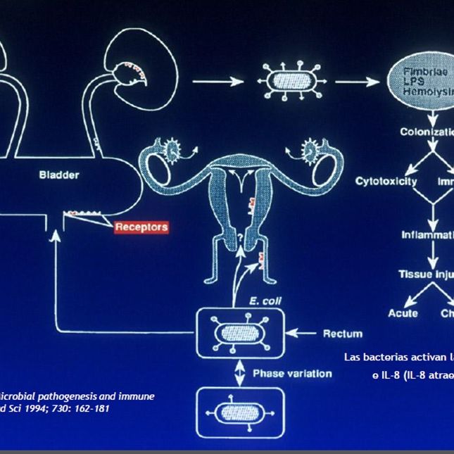 Patogenia de ITU
